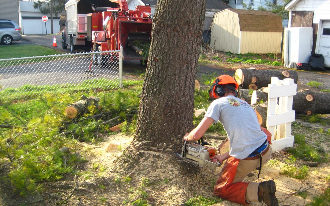 Trusted Tree Care Since 1990 - Martin Tree Service