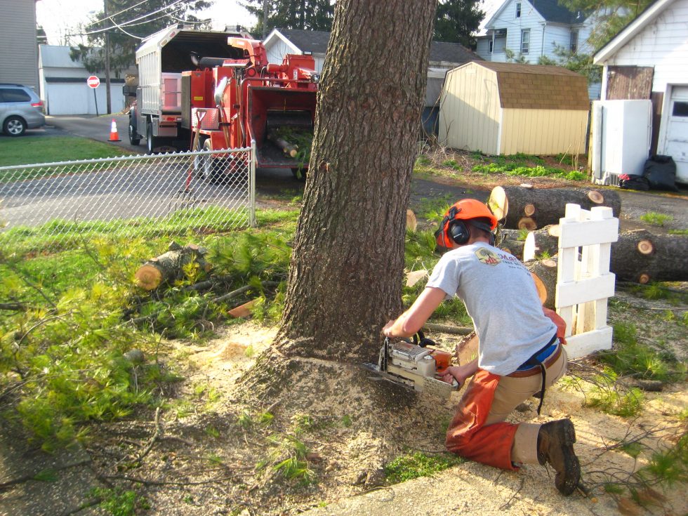 Trusted Tree Care Since 1990 - Martin Tree Service