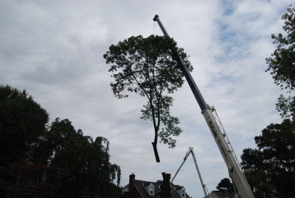 Trusted Tree Care Since 1990 - Martin Tree Service