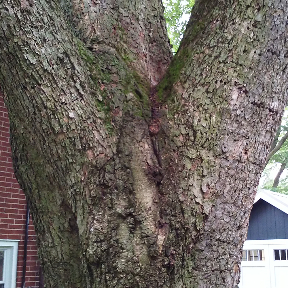 Woodchips Blog - Martin Tree Service