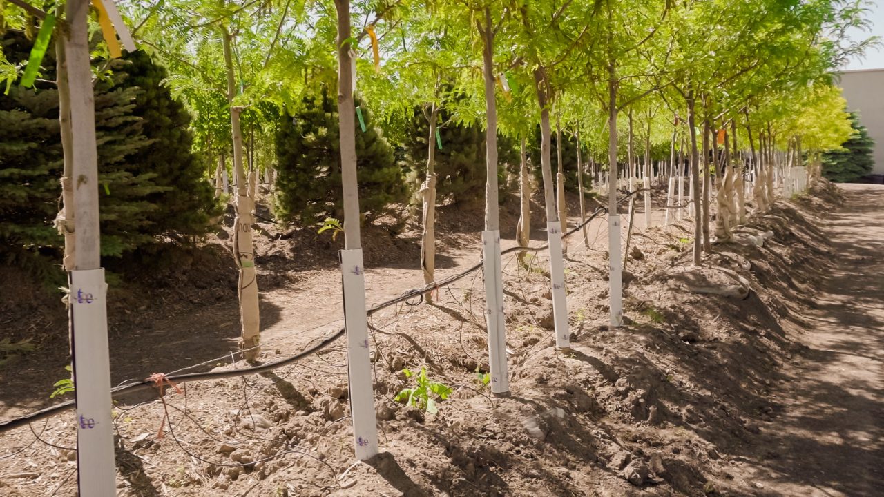 Planting The Right Tree - Martin Tree Service