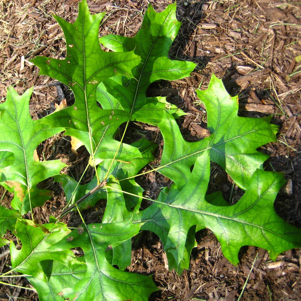 Tree Stress - Martin Tree Service
